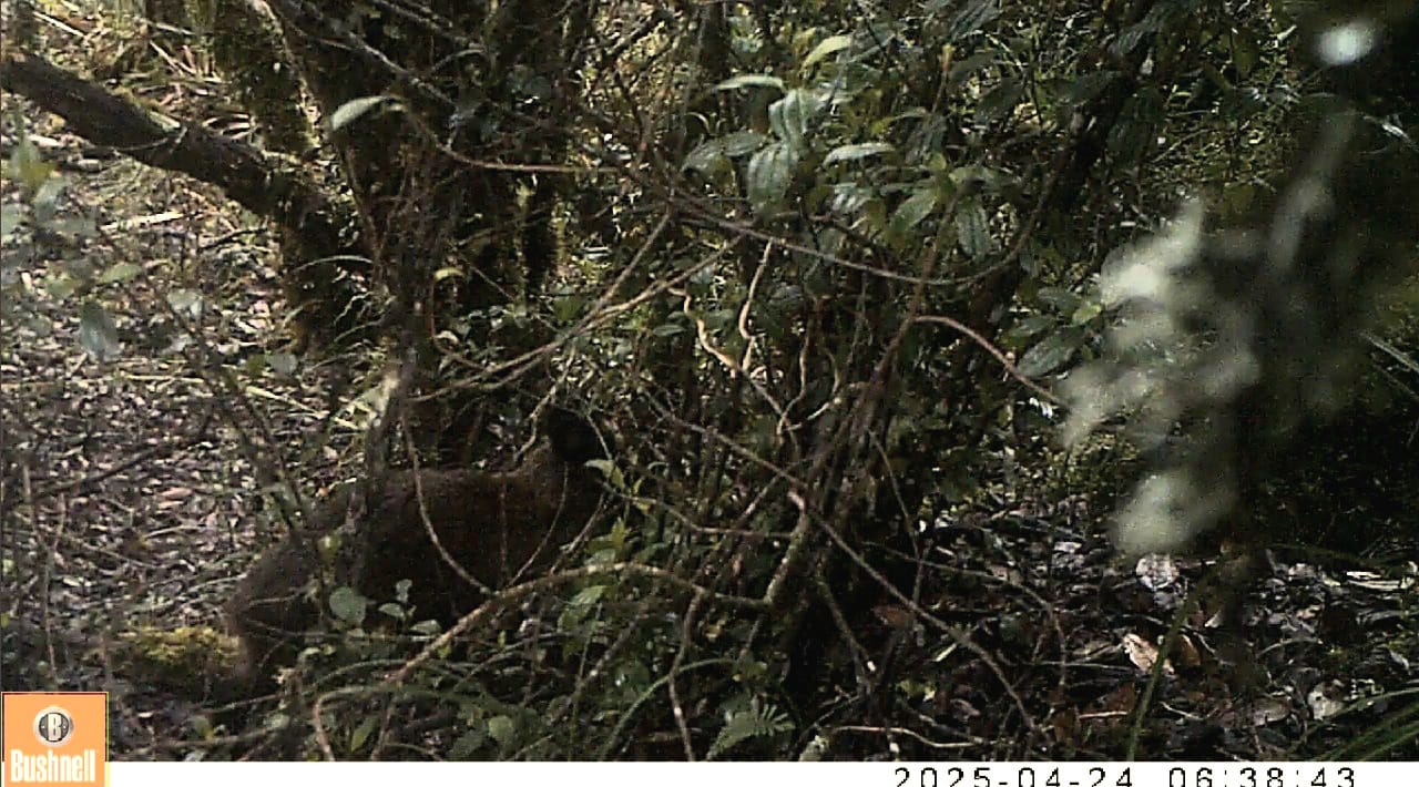 Uniquindianos logran el primer registro fotográfico del venado conejo ...